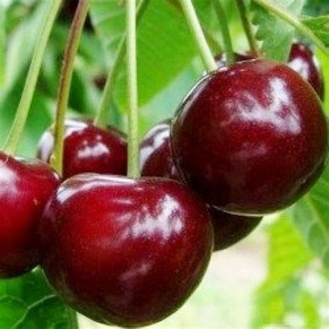 Вишня Игрушка (Двухлетний, ОКС) - купить Саженцы вишни в Киеве и ...