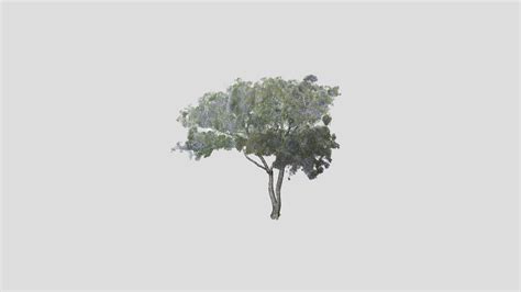 Tree Point Cloud Buy Royalty Free 3d Model By Magnumopus Treecloud Abc4a0c Sketchfab
