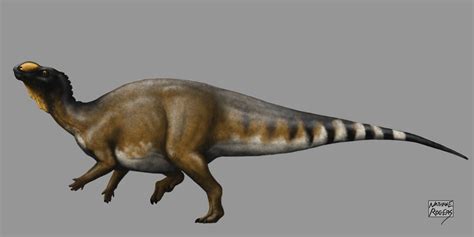 Muttaburrasaurus Langdoni By Microcosmicecology On Deviantart