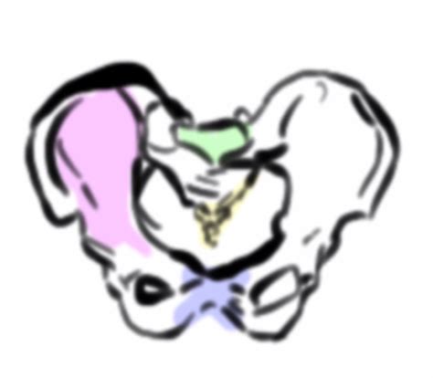 Parts Of Bones Pt 2 Diagram Quizlet