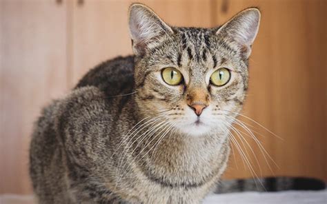 Fun Tabby Cat Facts