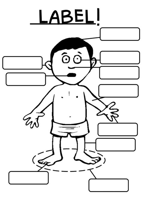 Body Parts Labeling Worksheet Anatomy Worksheets