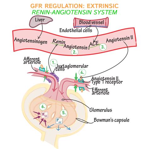 Physiology Glossary Glomerular Filtration Rate Extrinsic Regulation Draw It To Know It
