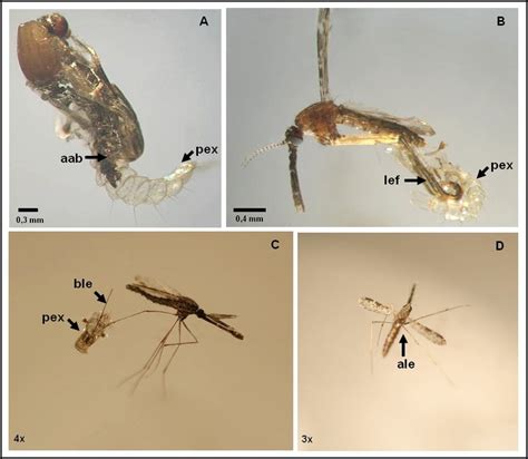 Morphological Alterations Observed In The Emergence Of Adults Of