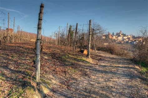 Blogging In Barbaresco