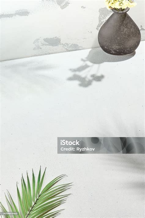 태양 야자수 잎 꽃병의 그림자가 있는 흰색 배경 대각선 벽과 빈 장소가 있는 밝은 배경 모형 흰색 콘크리트 배경과 꽃과 나뭇잎의 그림자 0명에 대한 스톡 사진 및 기타