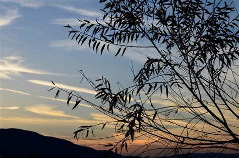 무료 이미지 나무 자연 분기 구름 하늘 일몰 아침 바람 새벽 황혼 저녁 대초원 대기 현상 잔디 가족 우디 식물 4928x3264