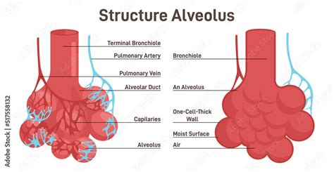 Alveolus Structure Respiratory Membrane Of Alveoli Oxygen And Carbon Stock Vector Adobe Stock