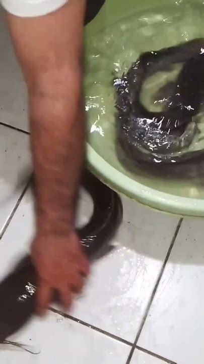 اسماك السلور اوالافاعي صعوبه الامساك بها Sorts Youtube