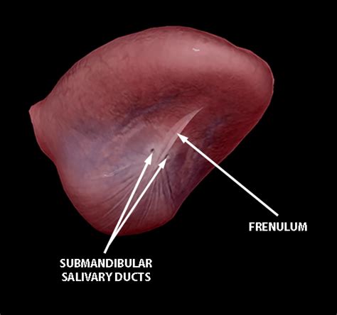 Anatomy And Physiology The Terrific Tongue