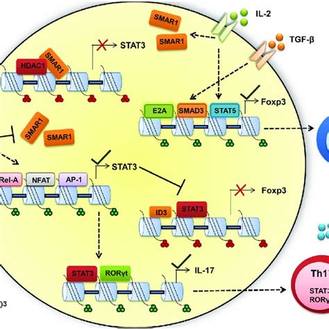 Targeted Scaffold Matrix Attachment Region Binding Protein 1 Smar1