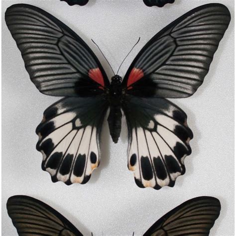 PDF Identification Of Doublesex Alleles Associated With The Female Limited Batesian Mimicry