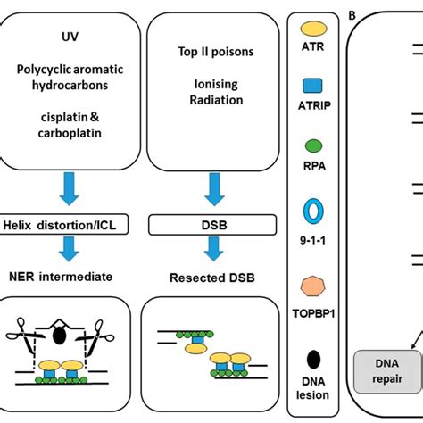 Induction Of Atr Chk1 Pathway Activation And Downstream Signalling A
