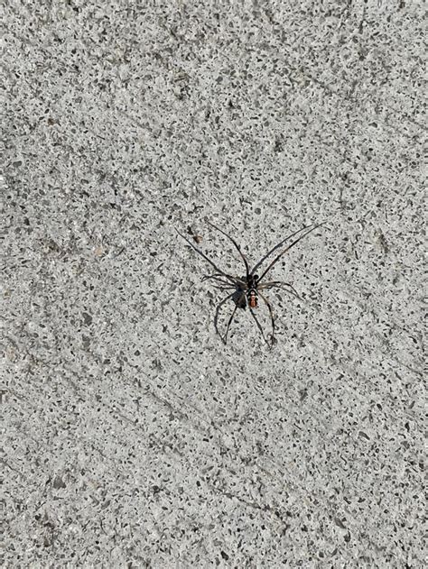 Whos This Upstate South Carolina Rspiders