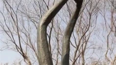 韩美林1936年出生于山东 实实在在山东硬汉凤凰网视频凤凰网