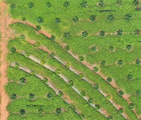 Drone Leaf Palm Health Object Detection Dataset By Palmcounting