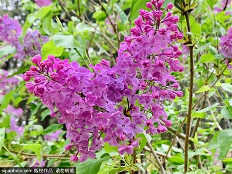 陶然芳菲 万棠盛景陶然亭公园海棠春花文化节