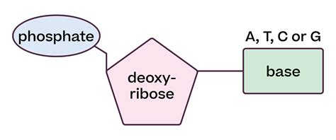 Nucleic Acids Dna And Rna Biology Explanation And Exercises Evulpo