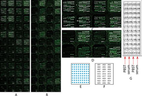 Chemically Blocked Antibody Microarray For Multiplexed High Throughput