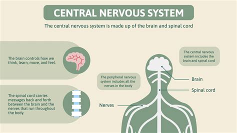 Central Nervous System Anatomy Infographic Template Infografolio