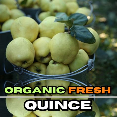 Organic Fresh Quince Fruit Quality Jumbo Size Quince Ready For Consumption From Our Own Garden