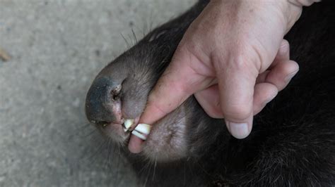 Fact File Bare Nosed Wombat Vombatus Ursinus Australian Geographic