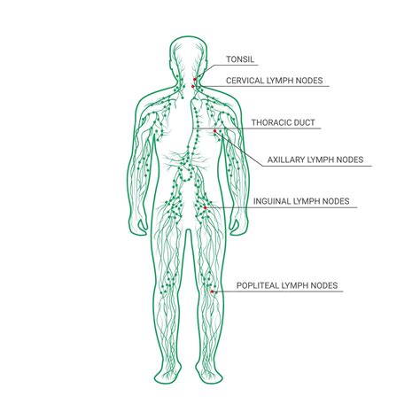 Premium Vector The Lymphatic System Labeled On A Male Body