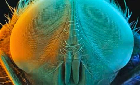 A Deadly Flesh Eating Fly Makes A Terrifying Comeback Across America—and It Could Take Down