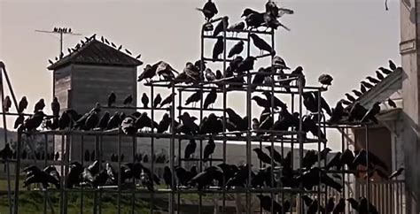 Bird Naming Nature Taming And Reality Chronicles