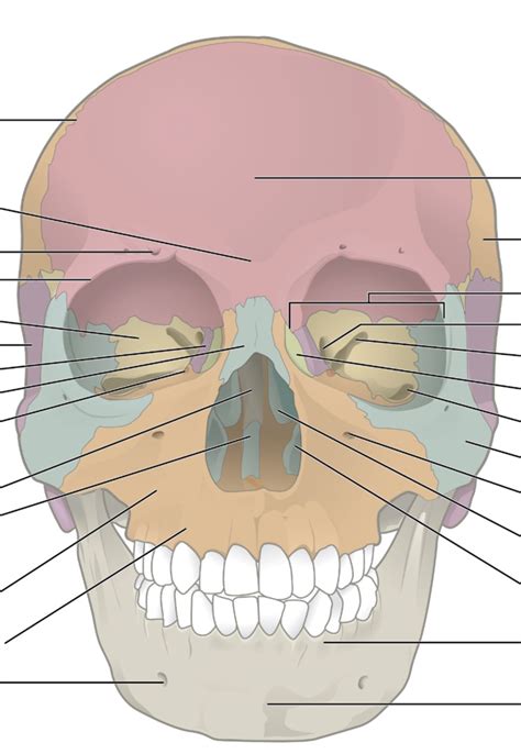 Orbital Frontal Diagram Quizlet