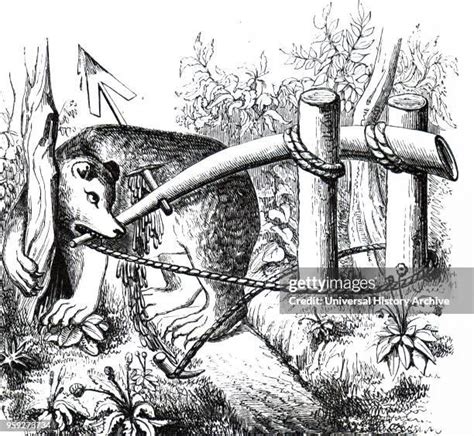 Bear Spear Photos And Premium High Res Pictures Getty Images