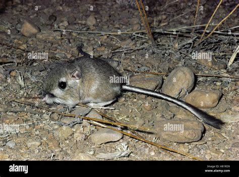 Ords Kangaroo Rat Dipodomys Ordii Occurs In Desert Habitats From
