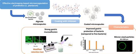 Electrosprayed Mucoadhesive Alginate Chitosan Microcapsules For Gastrointestinal Delivery Of