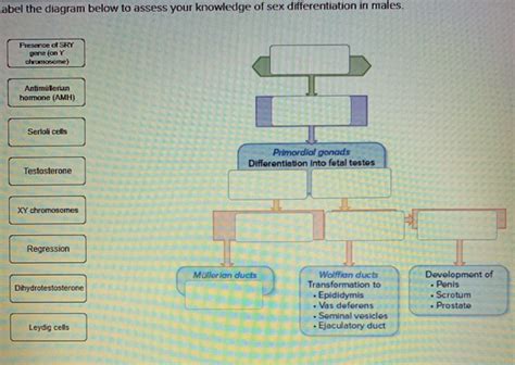 Solved Label The Diagram Below To Asses Your Knowledge Of Chegg Com