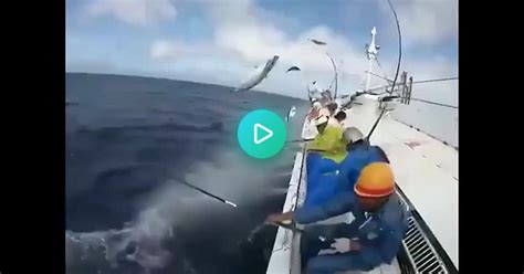 Wahoo Album On Imgur