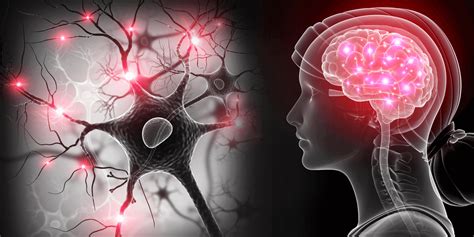 El Sistema Nervioso Humano Qué Es Estructura Y Funciones