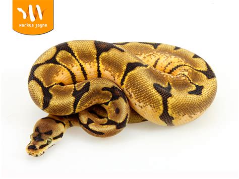 Morph List World Of Ball Pythons