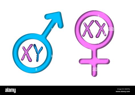 Xy Chromosome Male