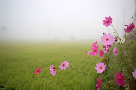 무료 이미지 경치 잔디 하늘 들 목초지 햇빛 아침 꽃잎 봄 담홍색 플로라 야생화 꽃 피는 식물 식물