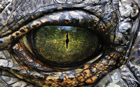 오 조스 데 코코 배경화면 Phoneky에서 모바일로 다운로드