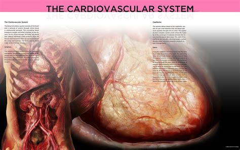 Respiratory System Capillaries