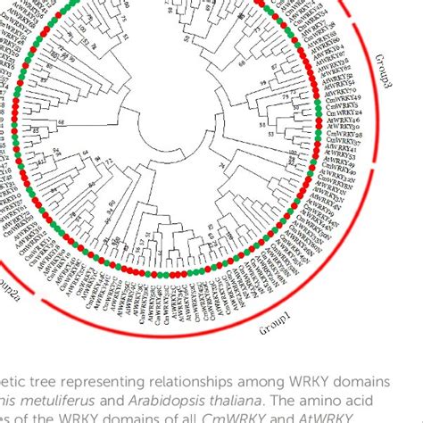A Schematic Representations Of Inter Chromosomal Relationships Of