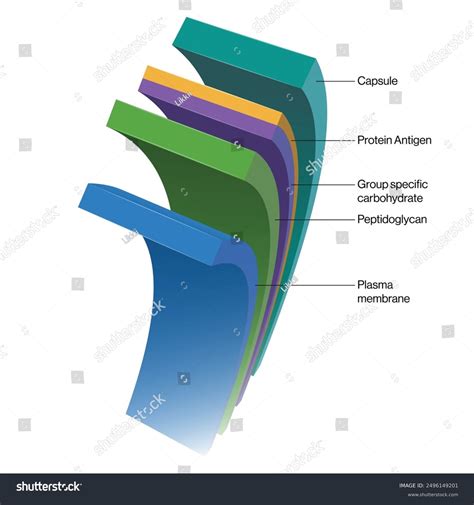 Detailed Vector Illustration Streptococcus Pyogenes Membrane Stock Vector Royalty Free