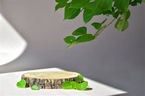 미니멀 한 나무 무대와 녹색 나뭇 가지 제품 및 화장품 의 프리젠 테이션을위한 패션쇼 천연 제품을 위한 무대와 함께 전시 에코 브랜딩 1에 대한 스톡 사진 및 기타 이미지