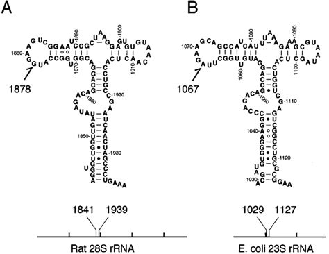 Secondary Structure Models Of The Gtpase Domain From Rat 28 S Rrna A