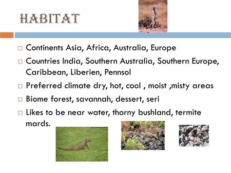 Ppt Mongoose Powerpoint Presentation Free Download Id2206050