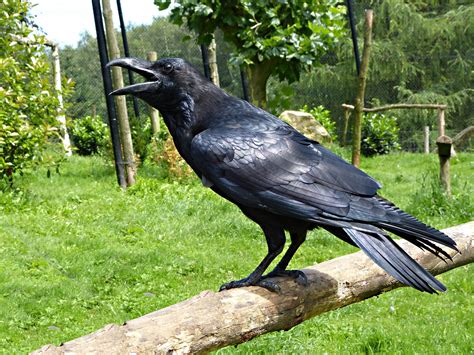 Rabe Foto & Bild | tiere, natur Bilder auf fotocommunity