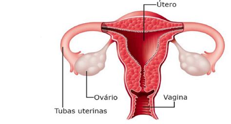 Imagem Sistema Reprodutor Feminino Revoeduca