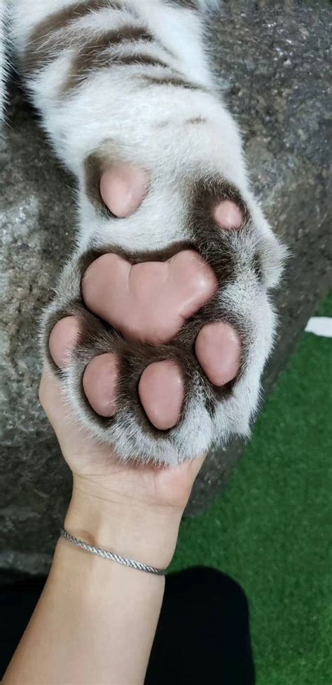 Seventeen Community Post Hoshi～너의호랑이 발톱～