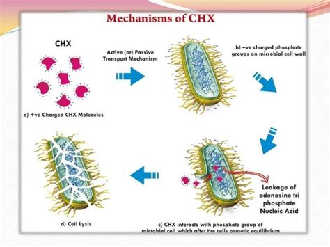 Chlorhexidine